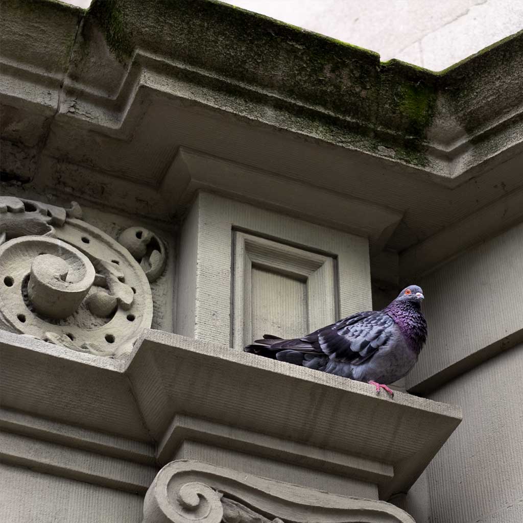 BCS Bird Control Services | Guaranteed Bird Proofing Solutions