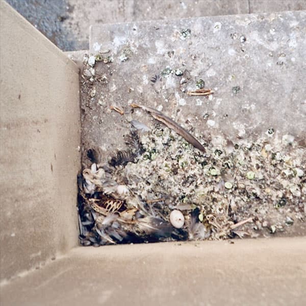 BCS Bird Control Services | Guaranteed Bird Proofing Solutions
